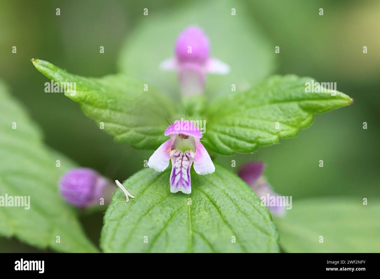 Bifid hemp-nettle, Galeopsis bifida, also known as split-lip hemp ...