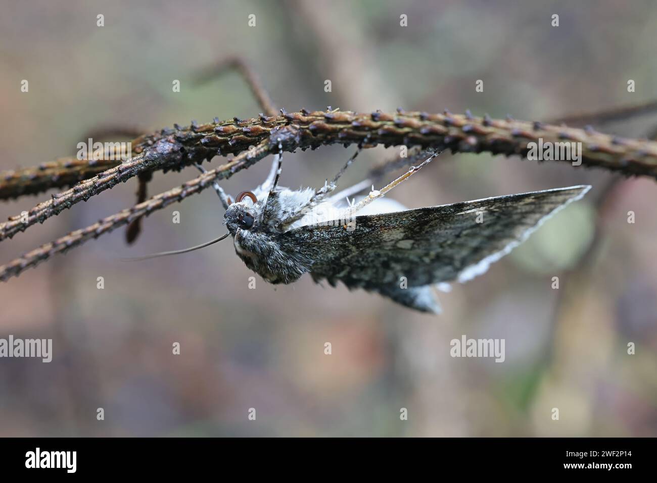 Blue underwing, Catocala fraxini, also known as Clifden nonpareil moth ...