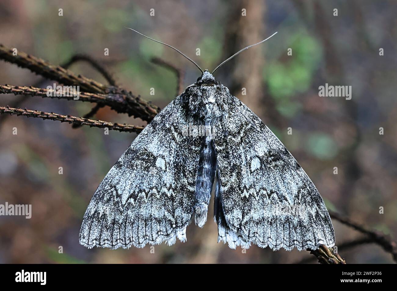 Blue moth hi-res stock photography and images - Alamy