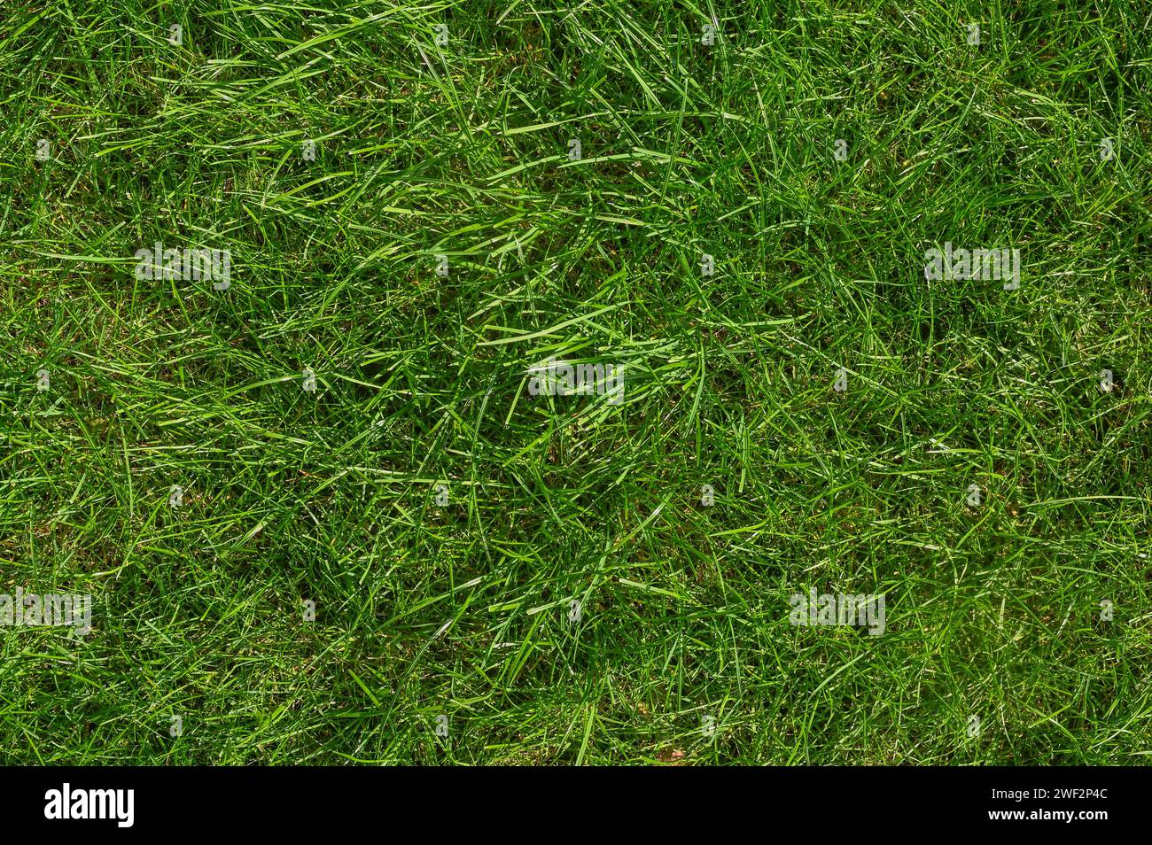 lawn grass. textured background of green grass Stock Photo - Alamy