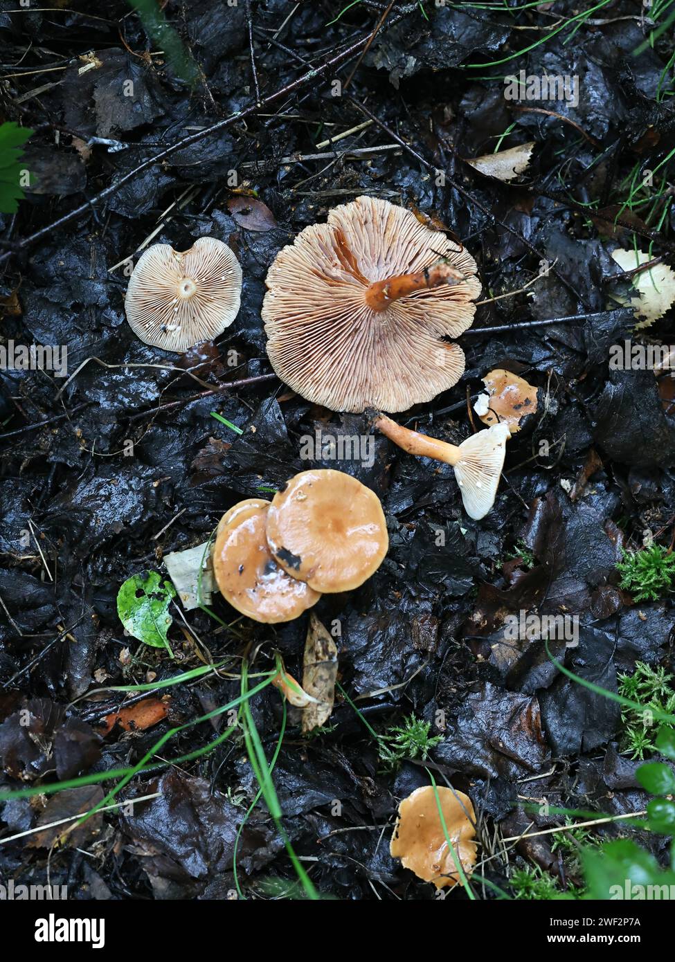 Lactarius lacunarum, wild milk-cap mushroom from Finland Stock Photo ...