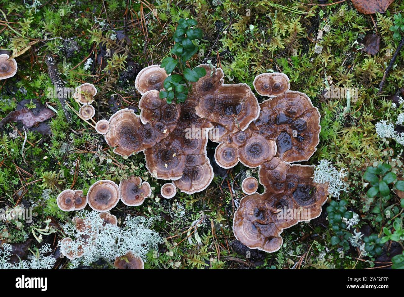 Ryytiorakas hi-res stock photography and images - Alamy