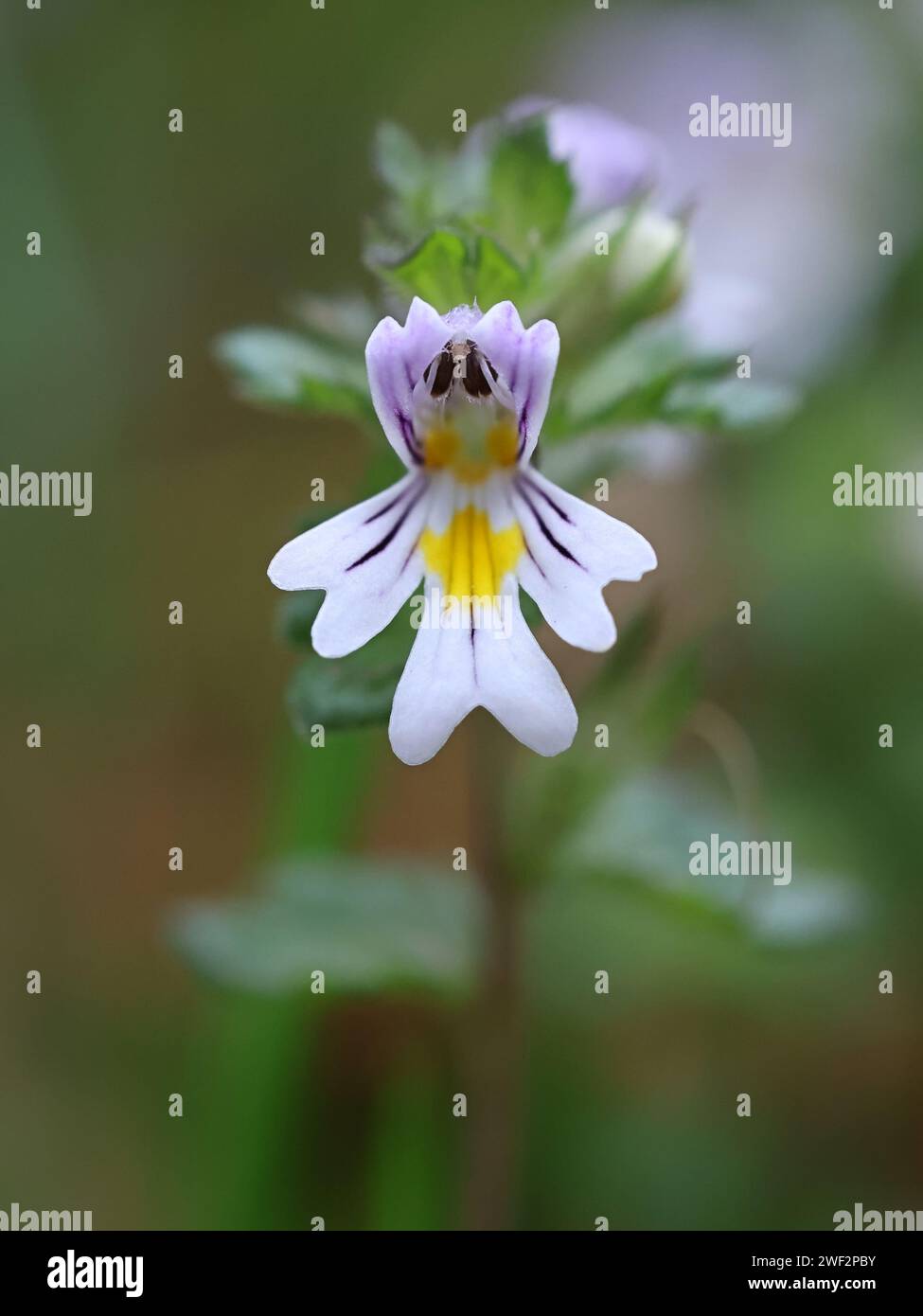 Drug eyebright, Euphrasia stricta, also known as European eyebright ...