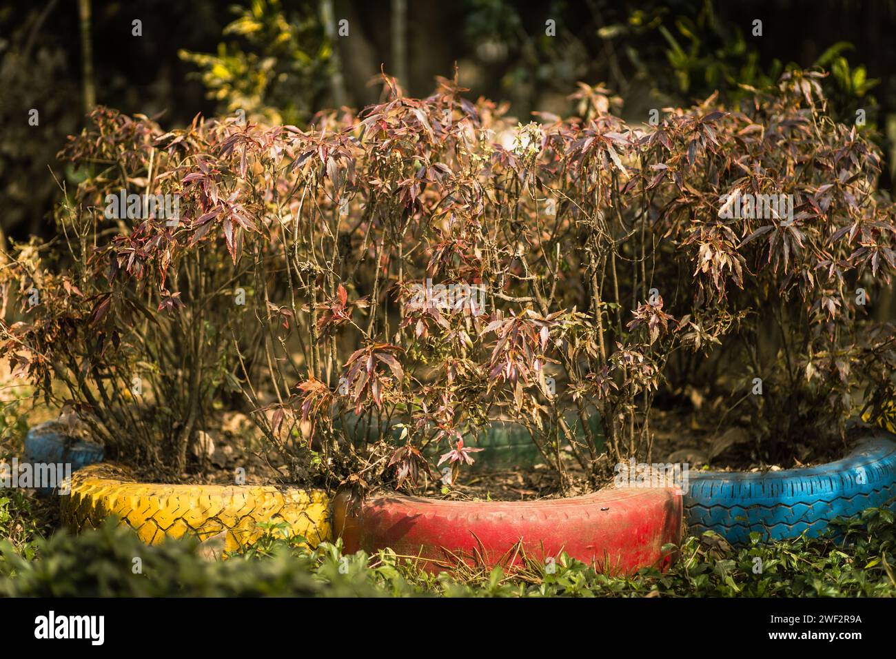 Tropical Rainforest Leaf Magic Stock Photo - Alamy