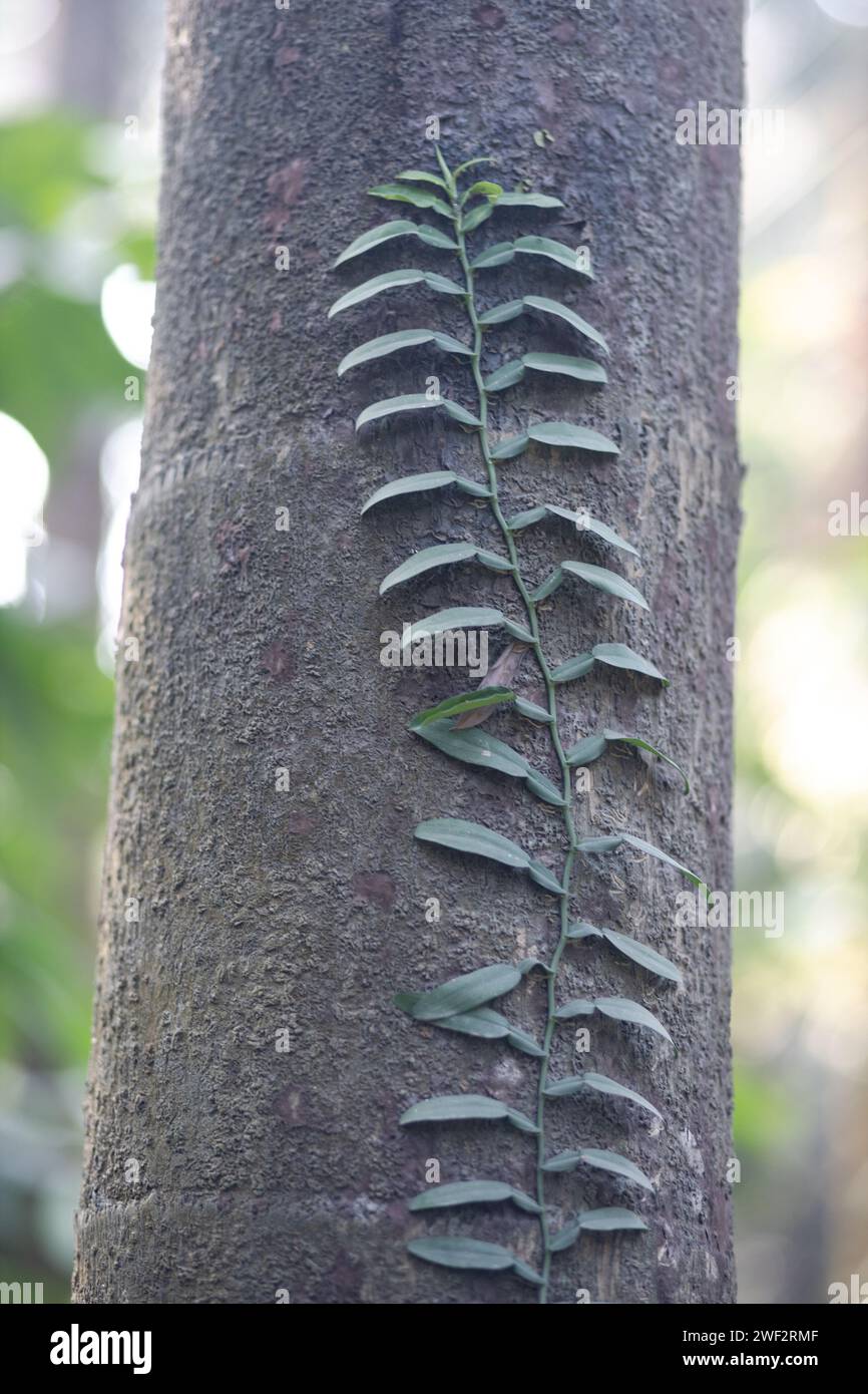 Tree creeper tree climber hi-res stock photography and images - Alamy