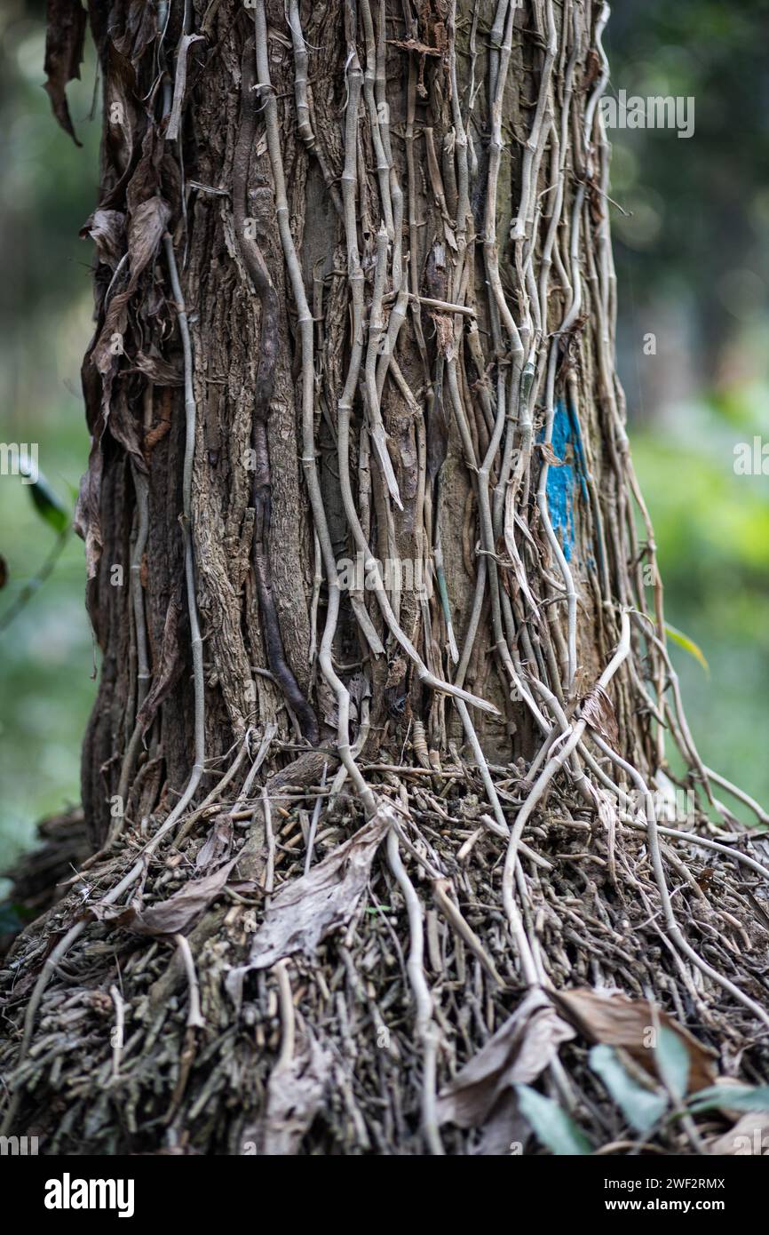 Climbing to Glory: Witnessing the Majesty of Tropical Forest Tree Vines ...