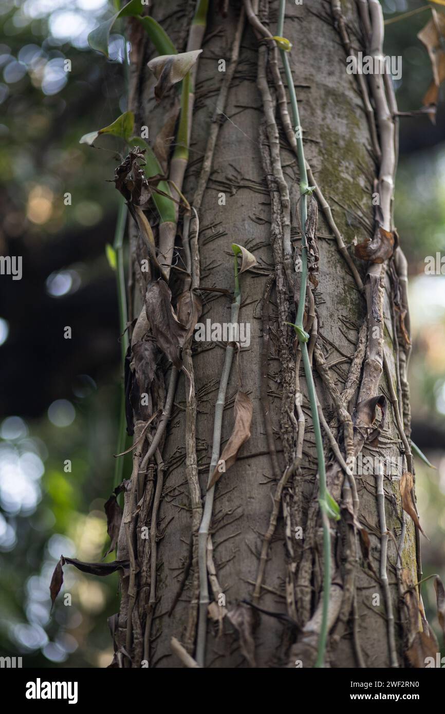 Climbing to Glory: Witnessing the Majesty of Tropical Forest Tree Vines ...