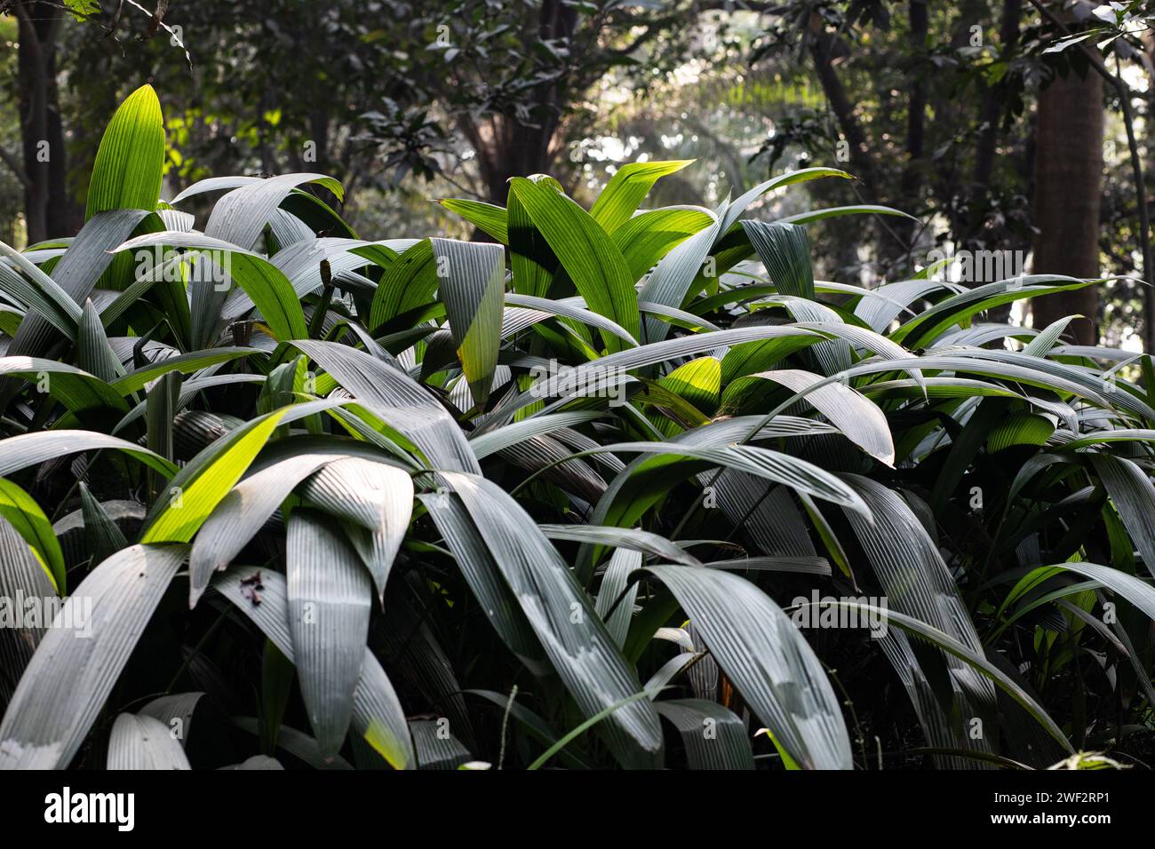 Tropical Rainforest Leaf Magic Stock Photo - Alamy