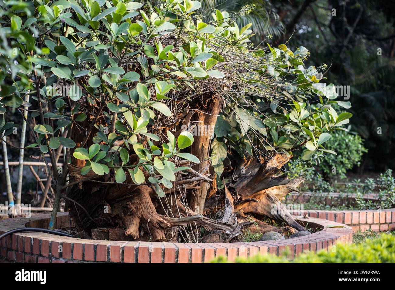 Tropical Rainforest Leaf Magic Stock Photo - Alamy