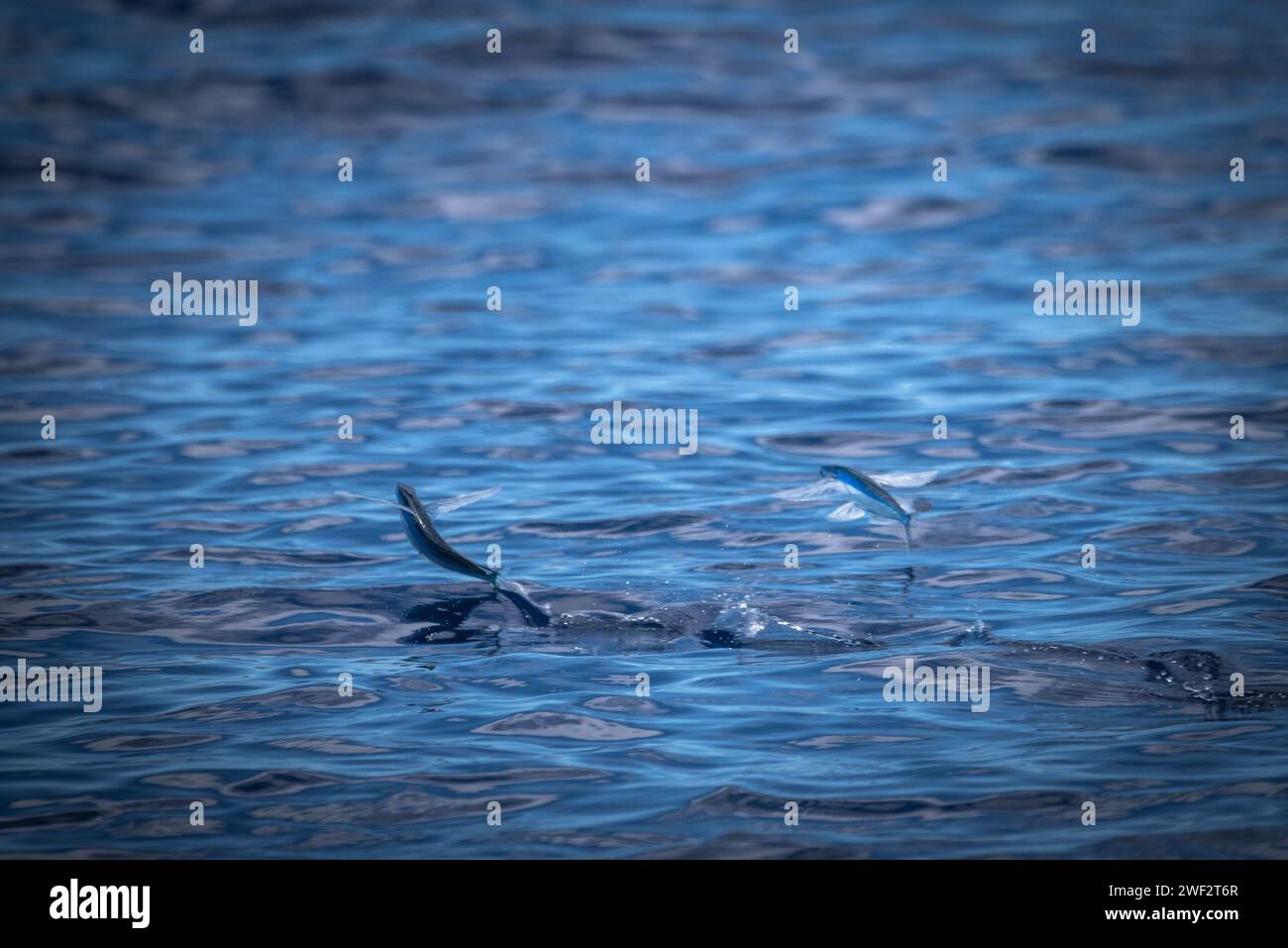 Fyling hi-res stock photography and images - Alamy