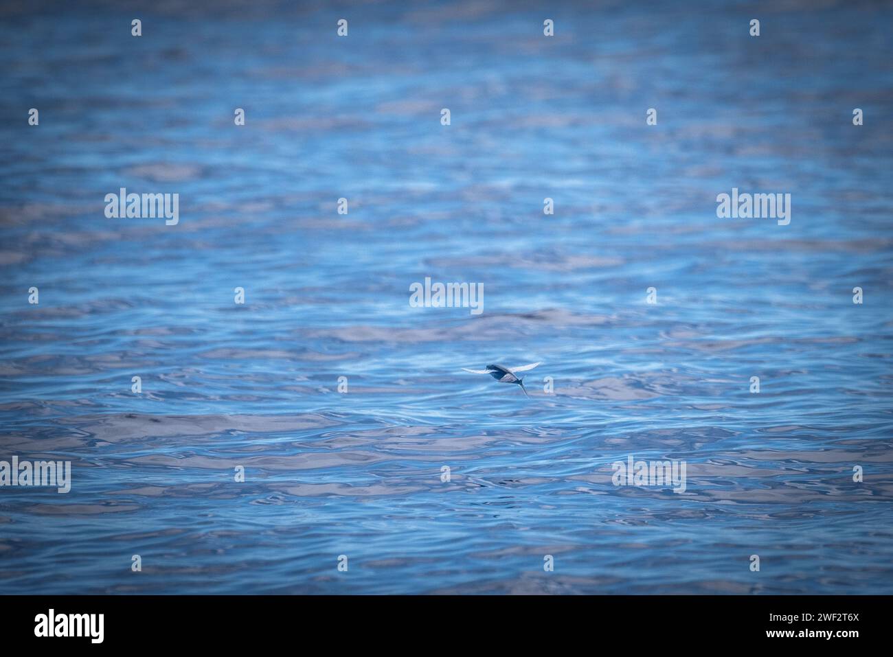 Fyling hi-res stock photography and images - Alamy