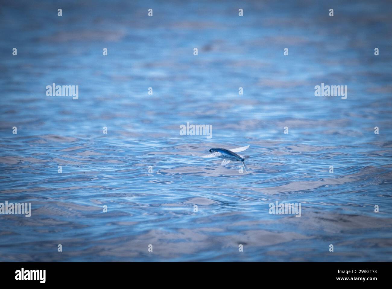 Fyling hi-res stock photography and images - Alamy