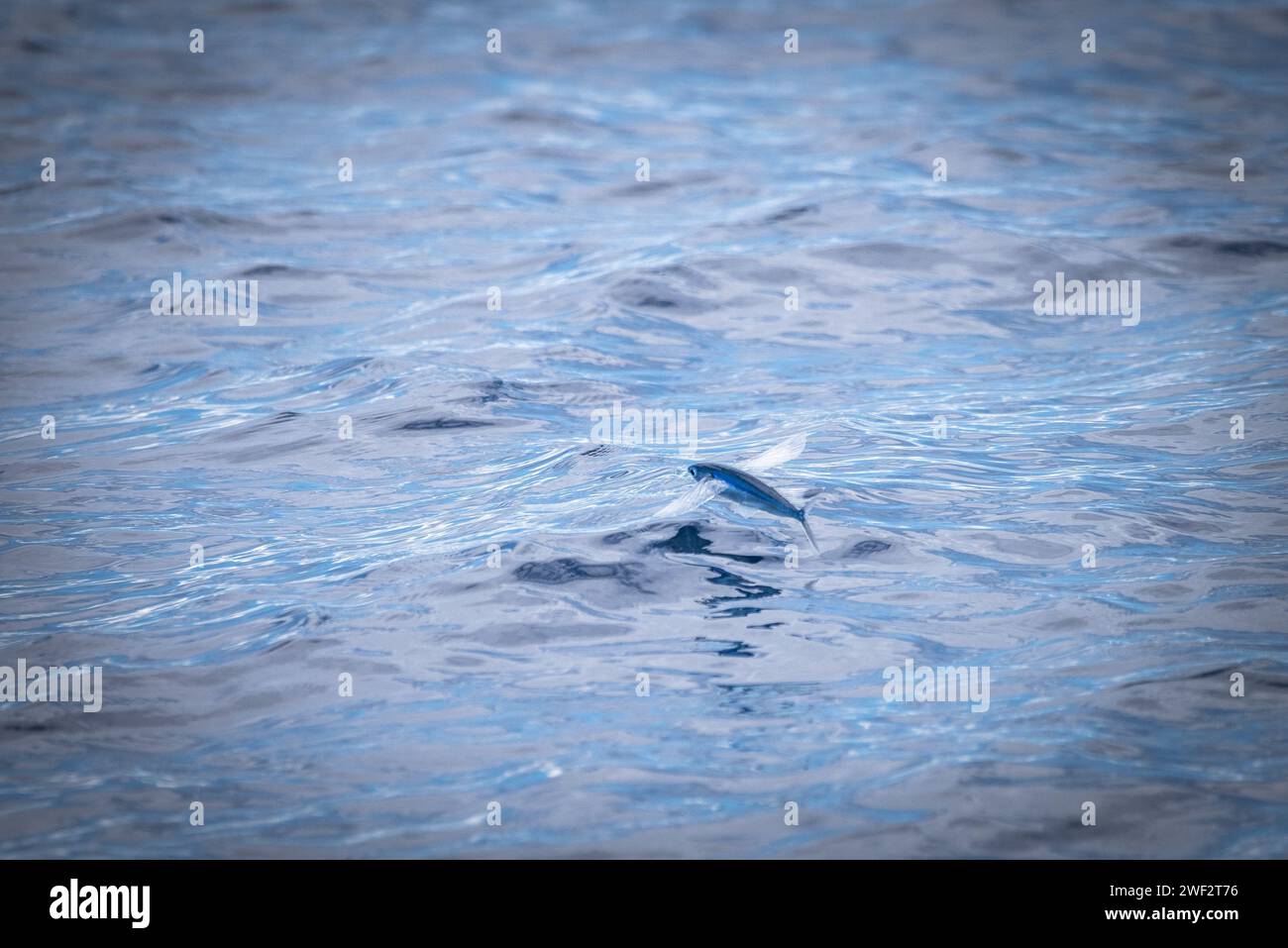 Fyling hi-res stock photography and images - Alamy