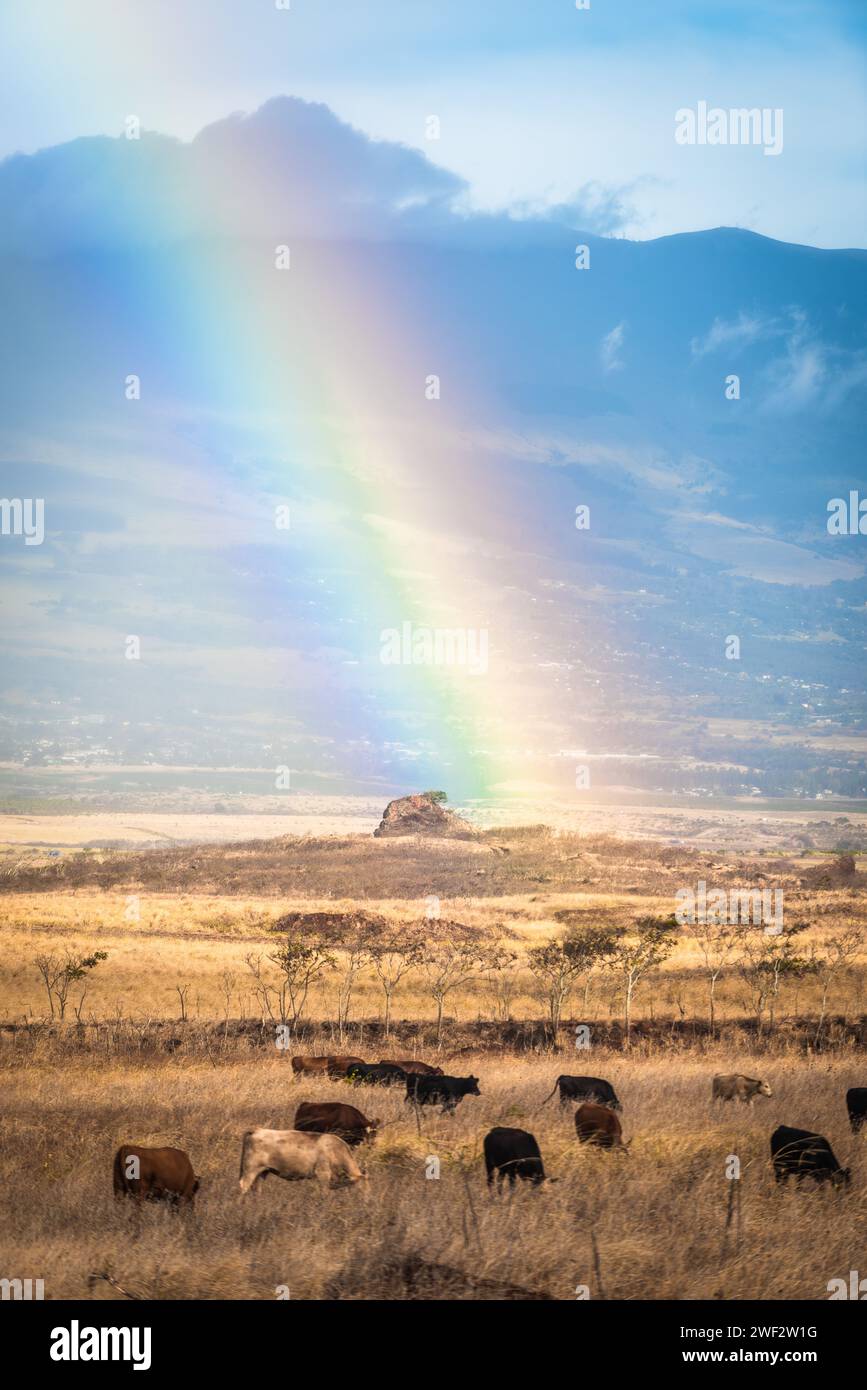 Hawaii, Maui, Rainbow Stock Photo - Alamy