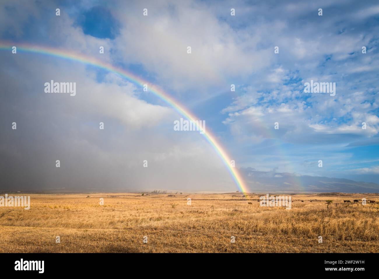 Hawaii, Maui, Rainbow Stock Photo - Alamy