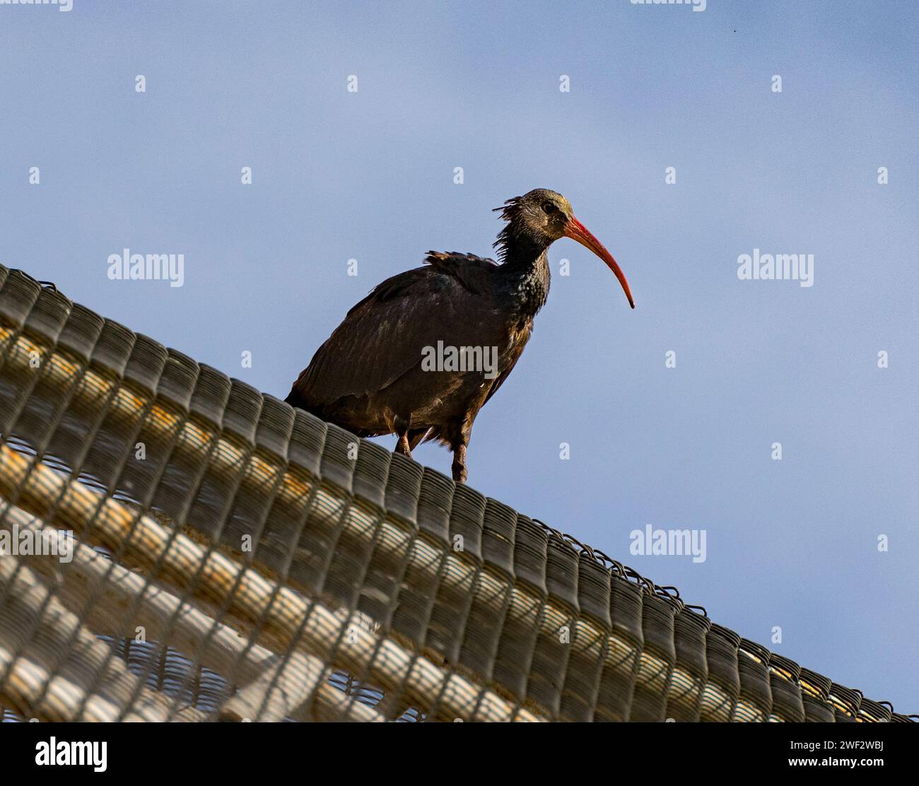 Northern Bald Ibis sitting on rooftop in Turkey Stock Photo - Alamy