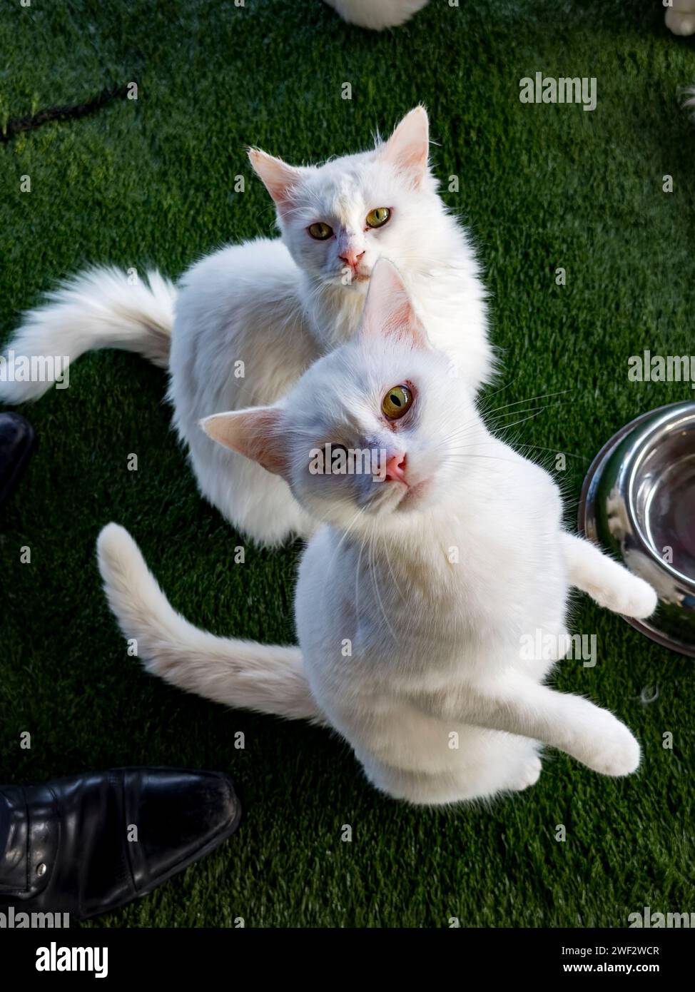 Turkish Van cat with each eye a different color Stock Photo - Alamy