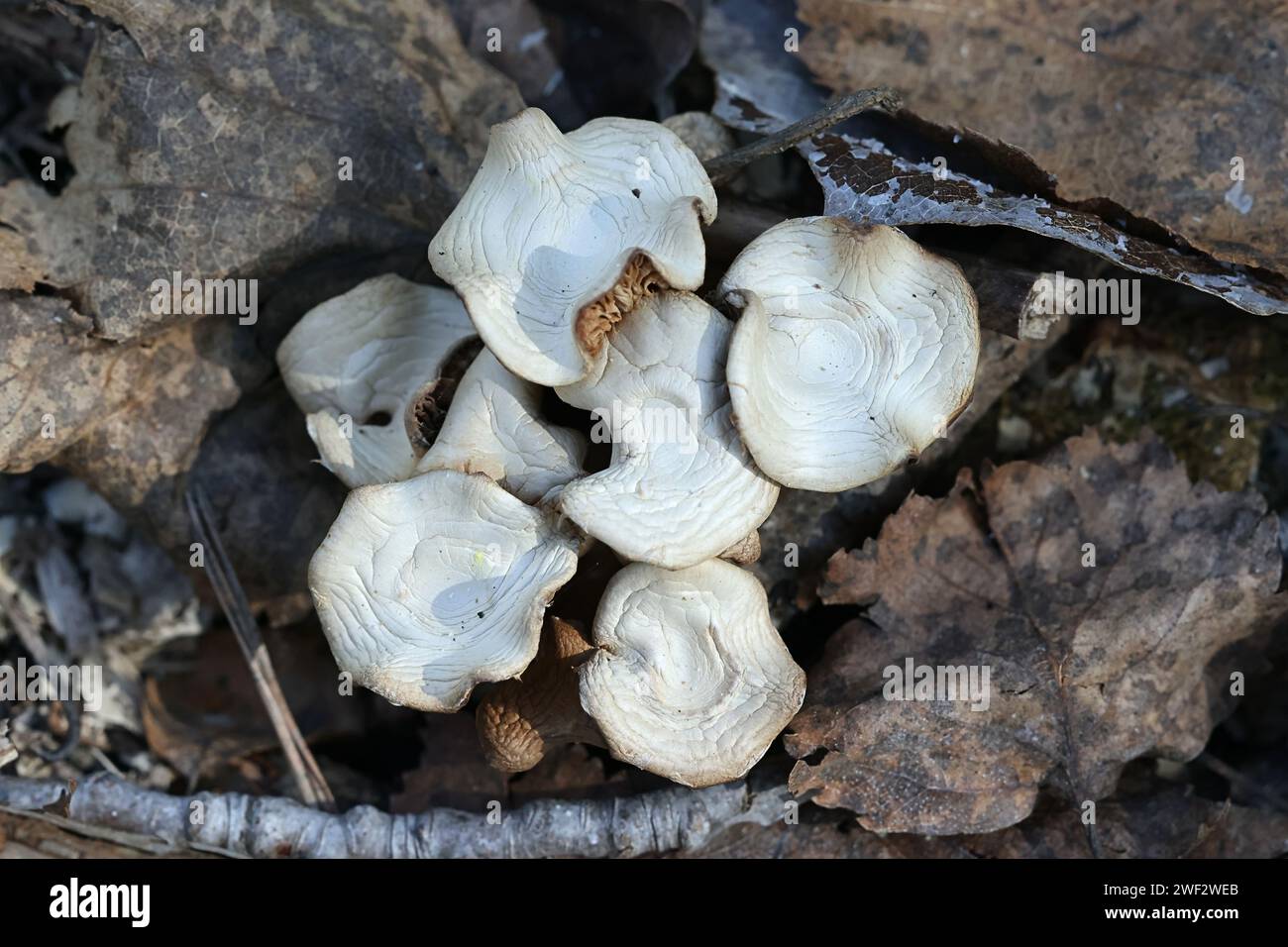 Tubaria furfuracea, commonly known as the scurfy twiglet, wild mushroom ...