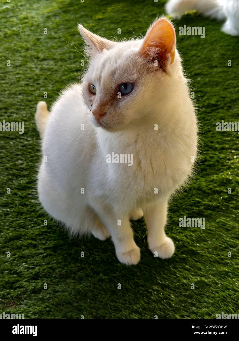 Black turkish van cat hi-res stock photography and images - Alamy