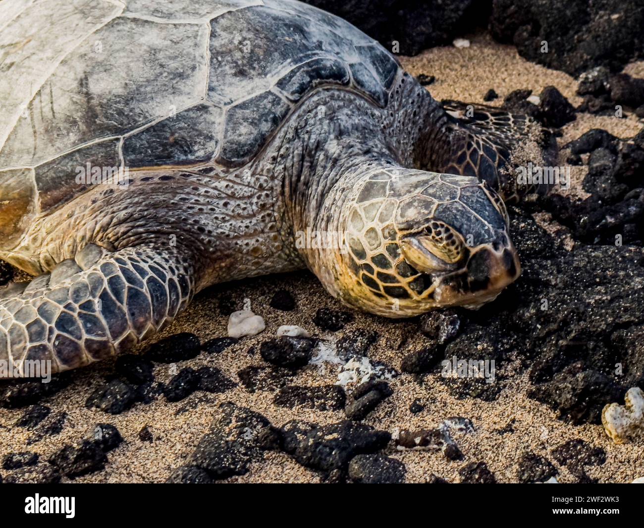 Green sea turtle on beach in Hawaii Stock Photo - Alamy