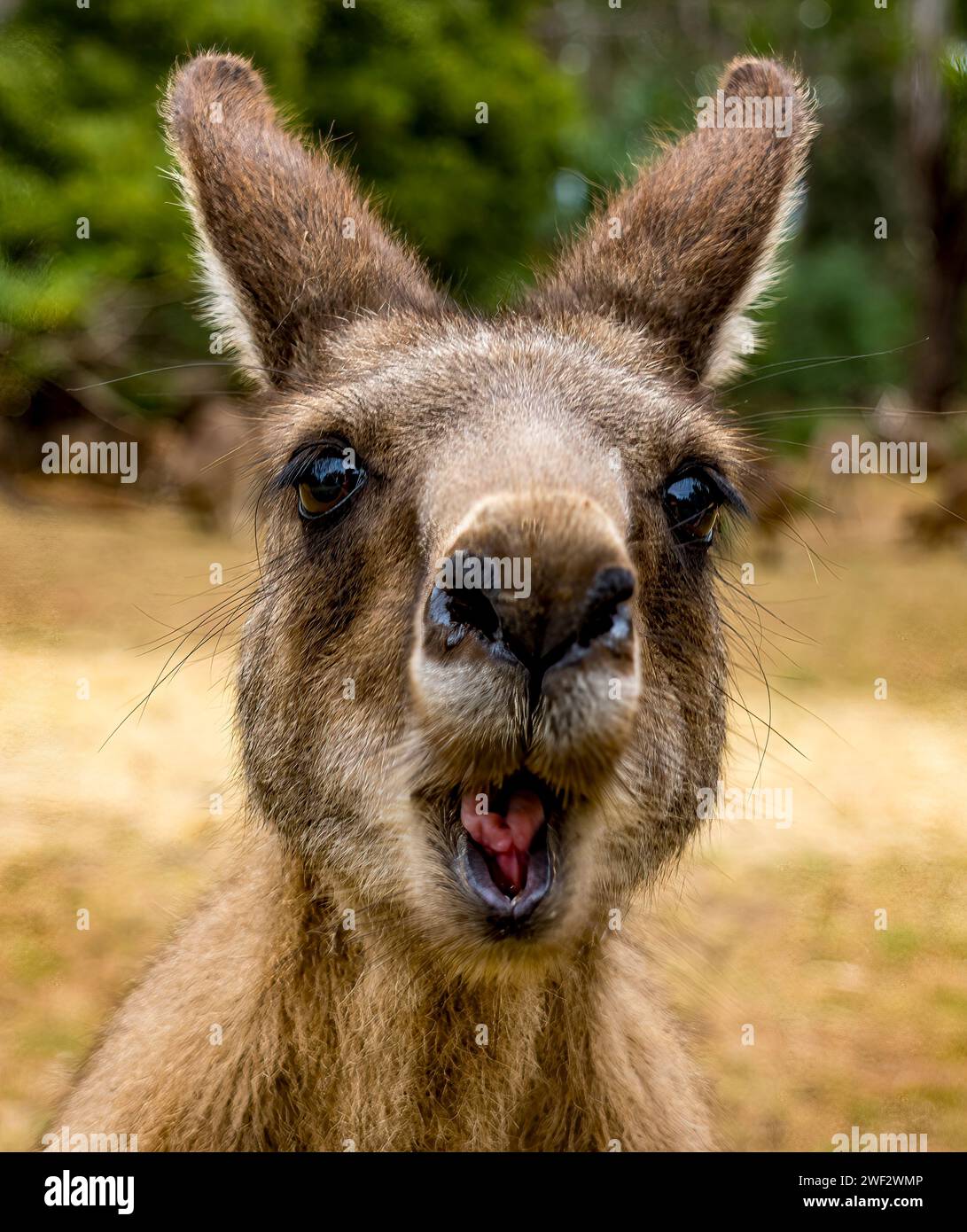 The western grey kangaroo is one of the largest macropods in Australia ...