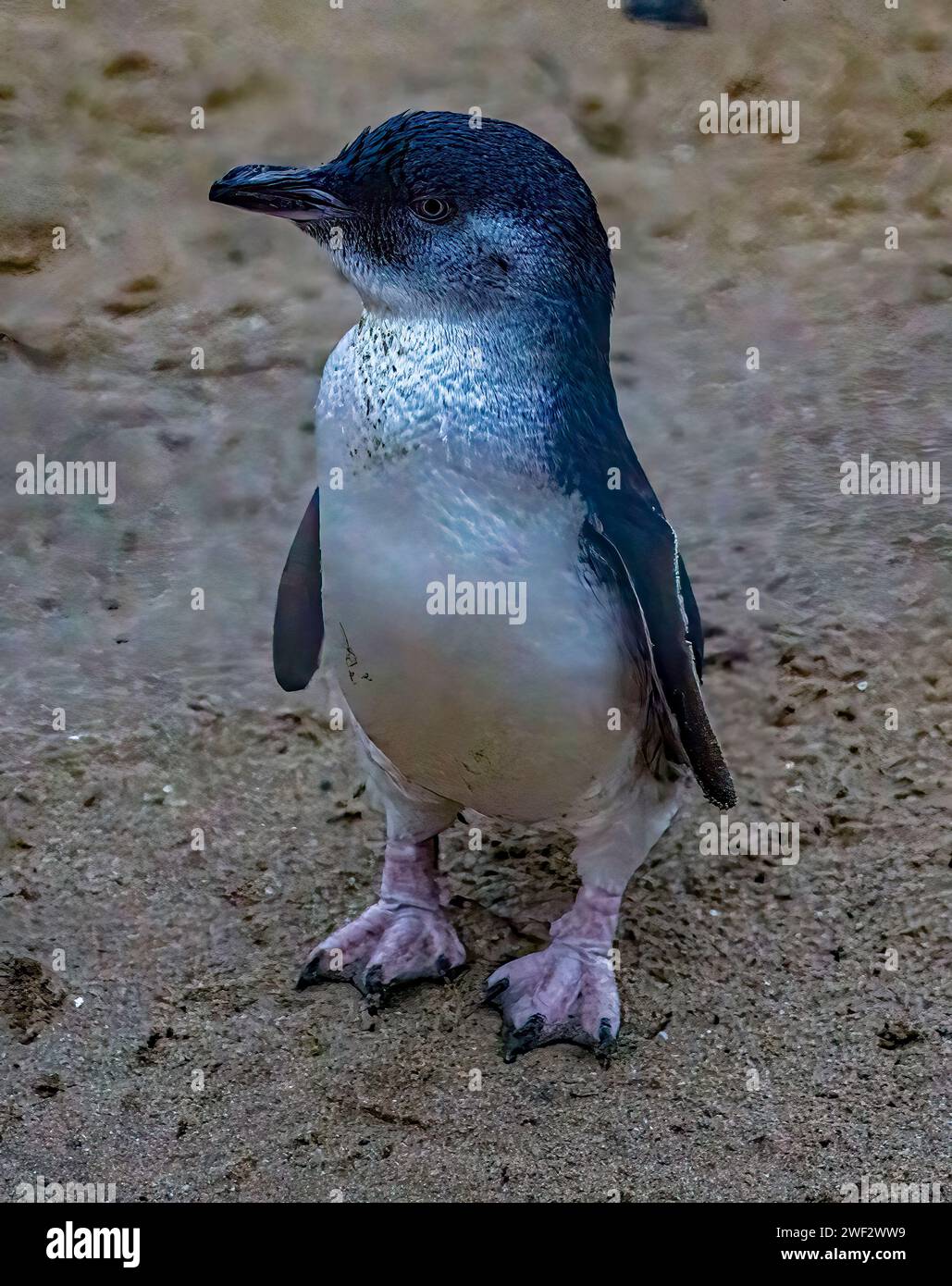 Blue fairy penguin hi-res stock photography and images - Alamy