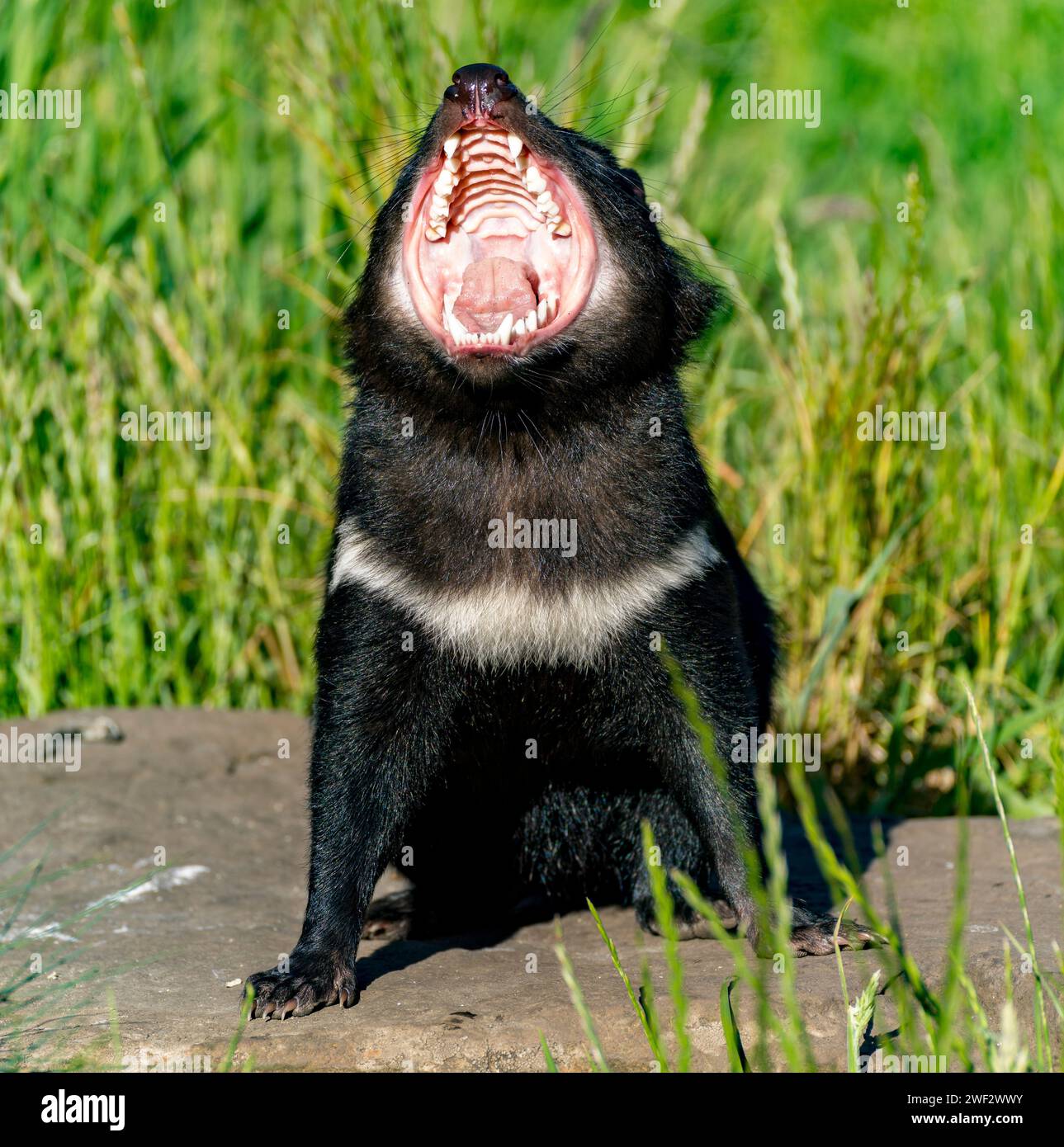 Tasmanian Devlis are an endangered speies due to contageous cancer they ...