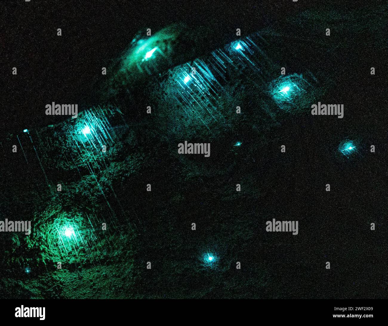 Glowworms in Ruakuri caves in Waitomo, New Zealand. These are actually ...