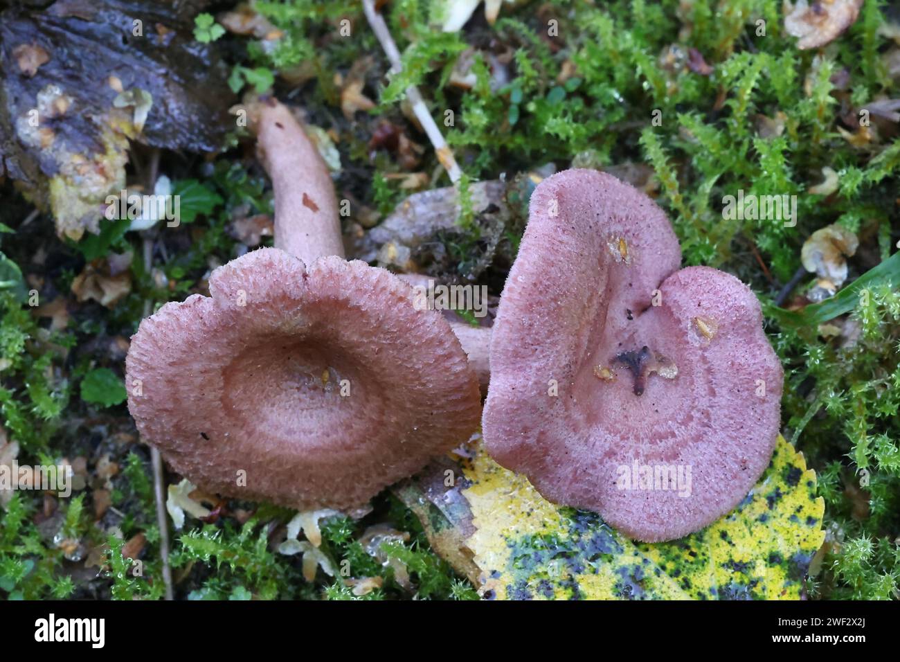 Lactarius spinosulus, known as the Lilascale Milkcap, wild mushroom ...