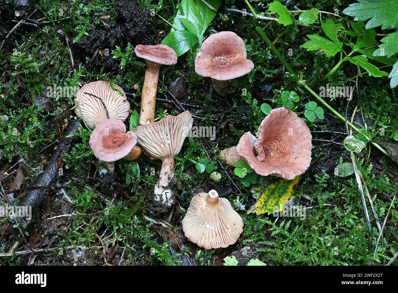 Lactarius spinosulus, known as the Lilascale Milkcap, wild mushroom ...
