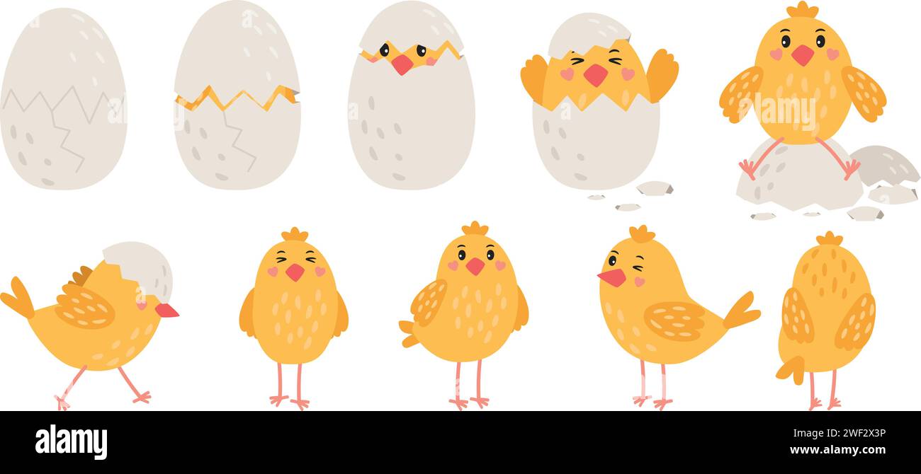 Stages of a little yellow chick hatching from an egg. Vector of bird newborn chicken egg ...