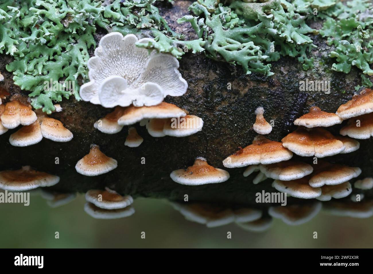 Plicatura crispa, commonly known as crimbed gill, wild fungus from ...