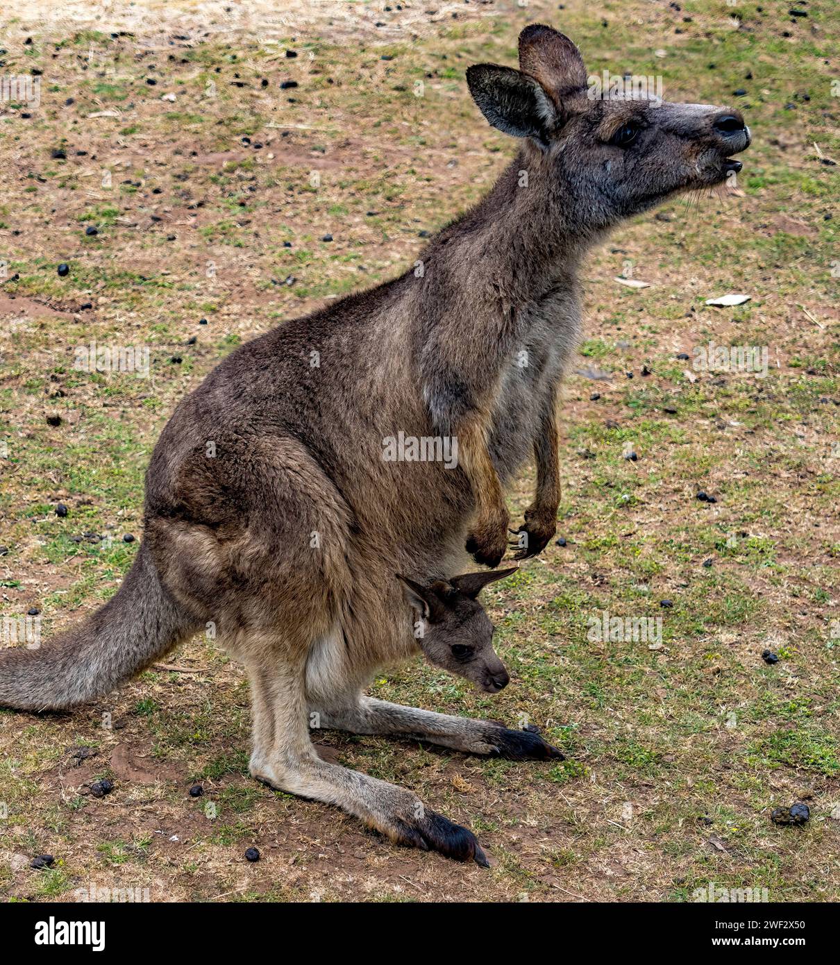 The western grey kangaroo is one of the largest macropods in Australia ...