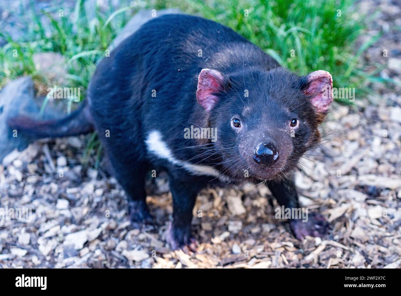 Tasmanian Devlis are an endangered speies due to contageous cancer they ...