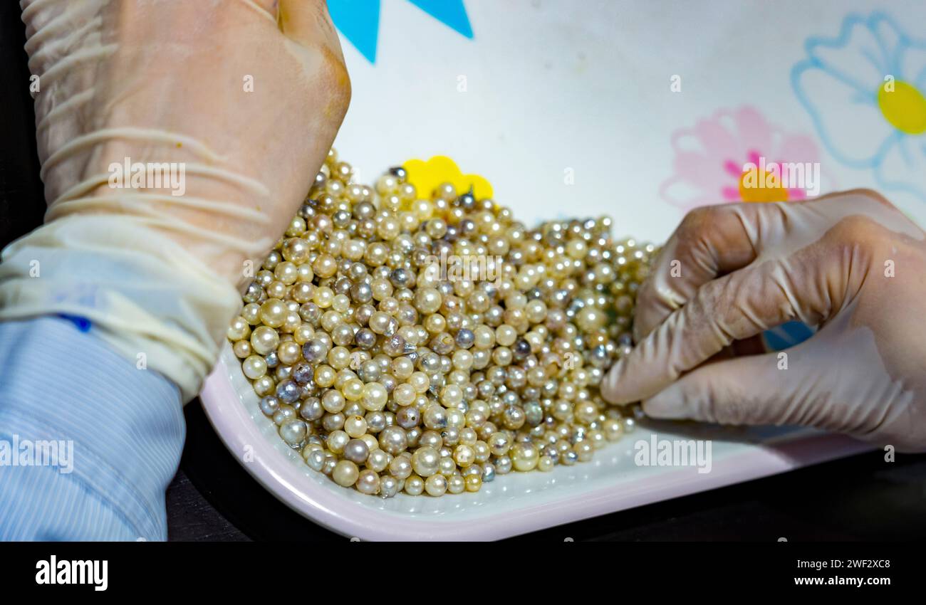Halong Pearl Farm harvesting demonstration in Vietnam Stock Photo - Alamy