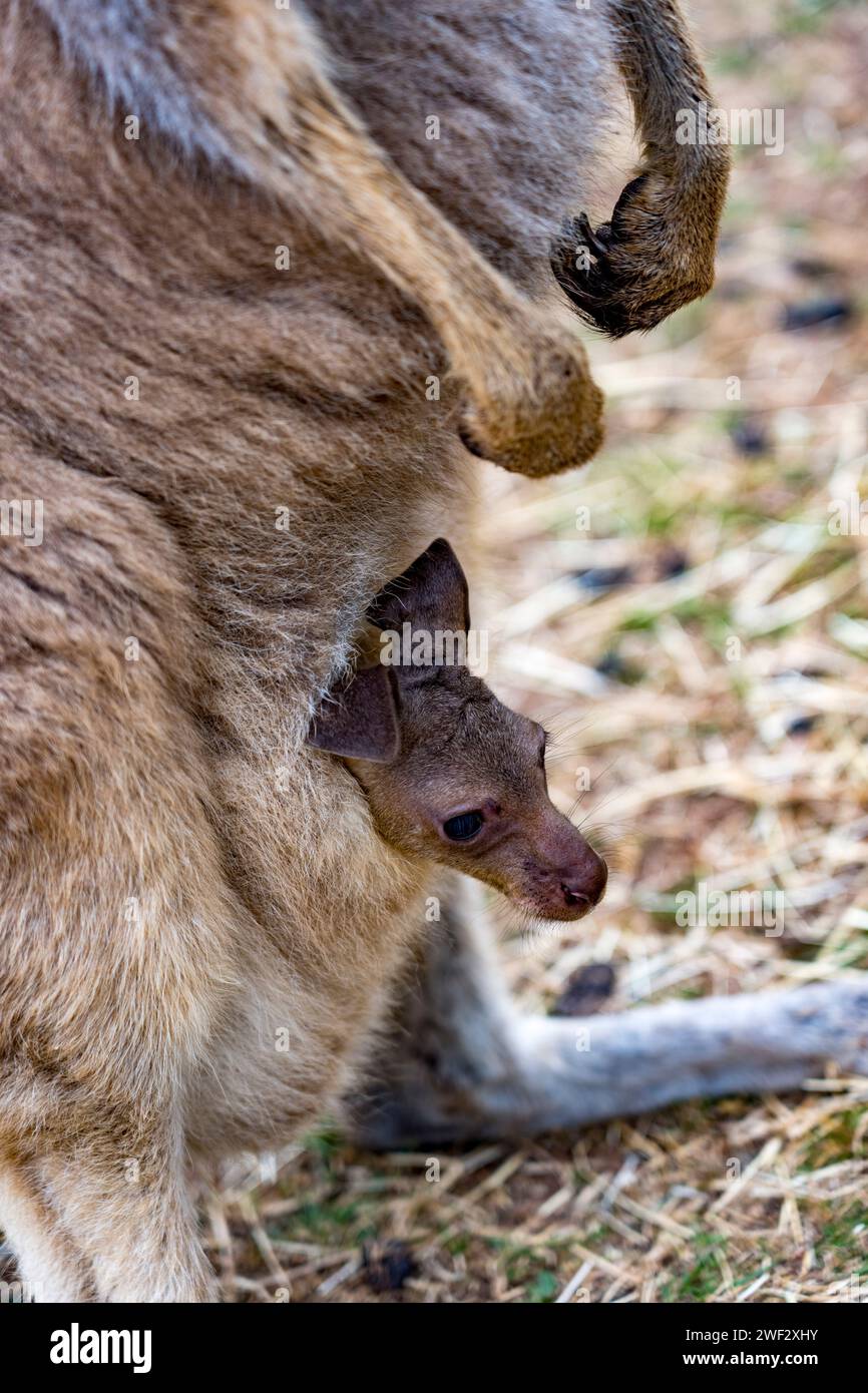 Close up of joey or baby kangaroo in mom's belly front bag Stock Photo ...