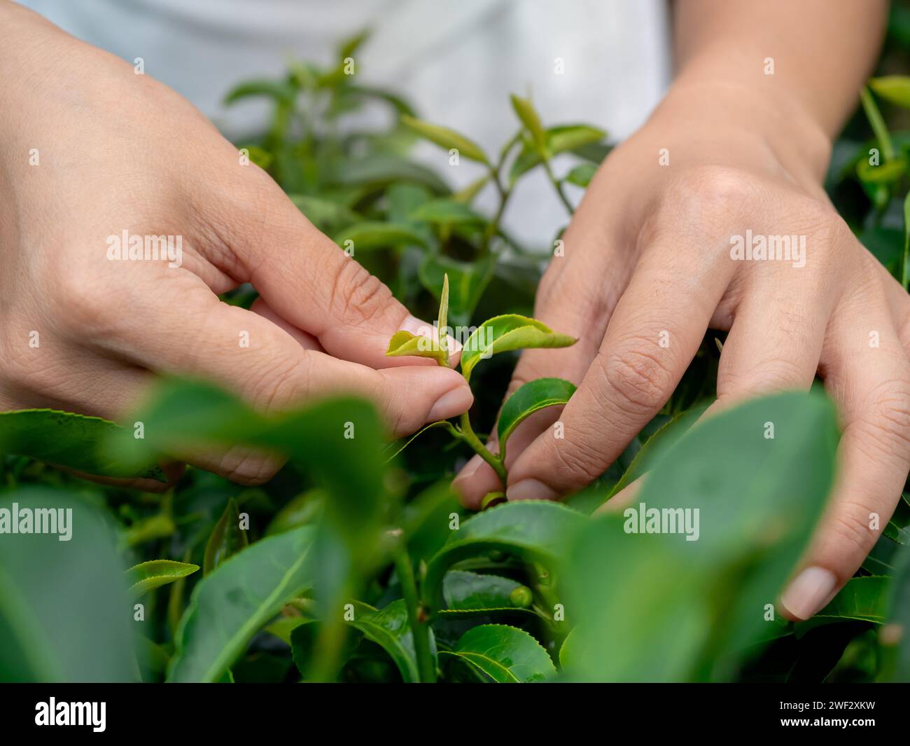 Close-up woman farmer's hand picking fresh organic green tea leaf in ...