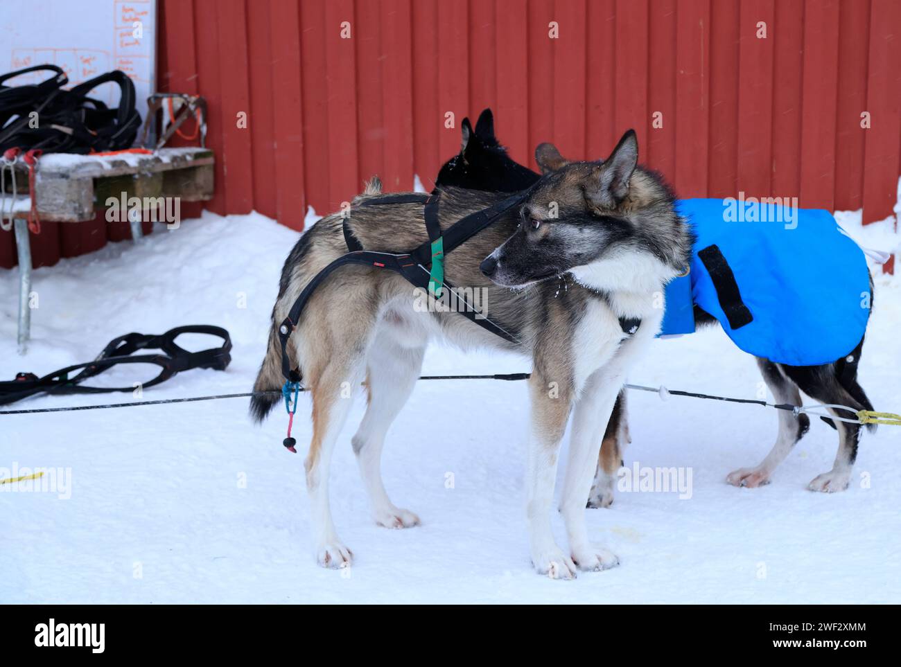 Sled dogs ready race hi-res stock photography and images - Alamy