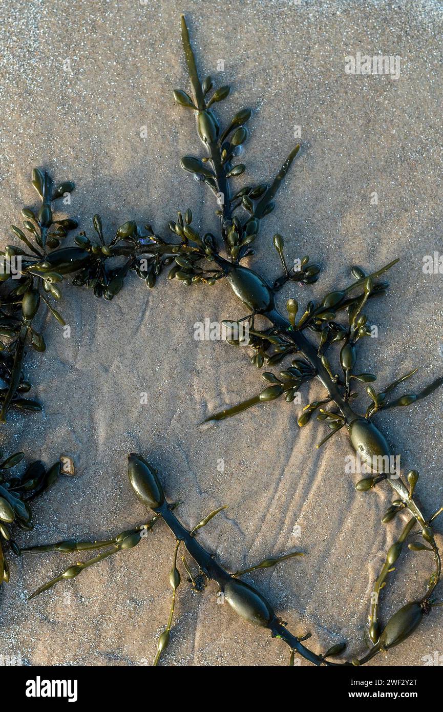 Seaweed at the beach Stock Photo - Alamy