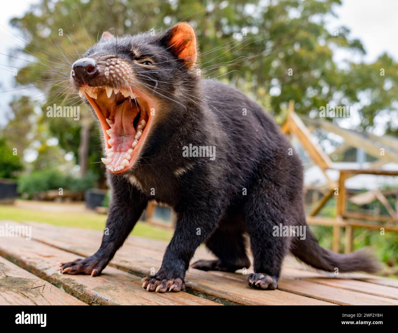 Tasmanian Devlis are an endangered speies due to contageous cancer they ...