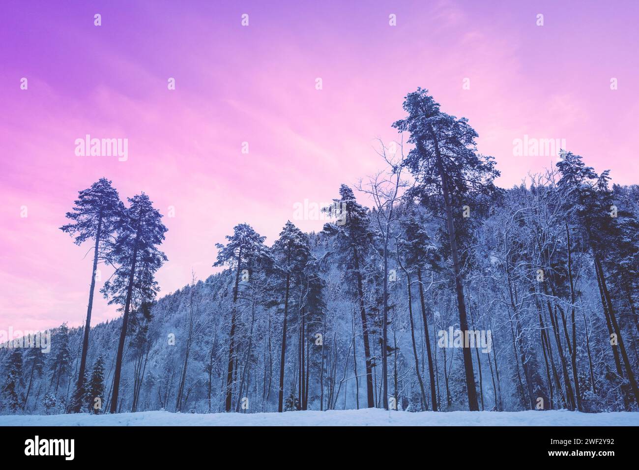 Tall pine trees on ski hi-res stock photography and images - Alamy