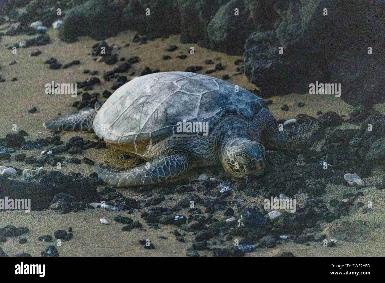 Green sea turtle on beach in Hawaii Stock Photo - Alamy