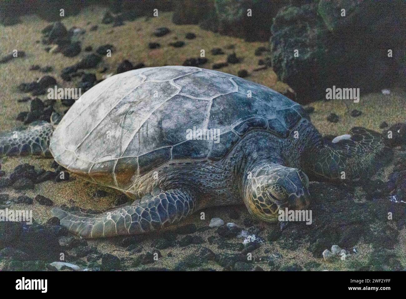 Green sea turtle on beach in Hawaii Stock Photo - Alamy