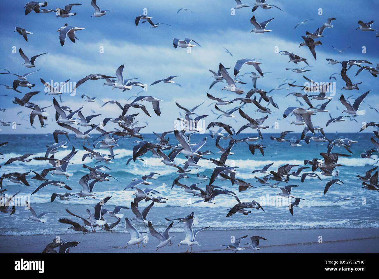 Atlantic sea birds hi-res stock photography and images - Alamy