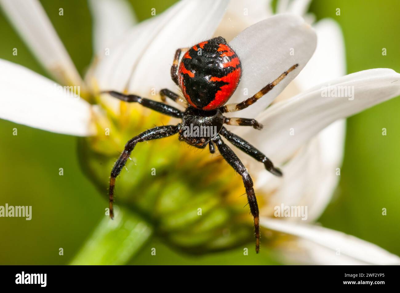 Napoleon spider, red form, Synema globosum, on a flower, Catalonia ...