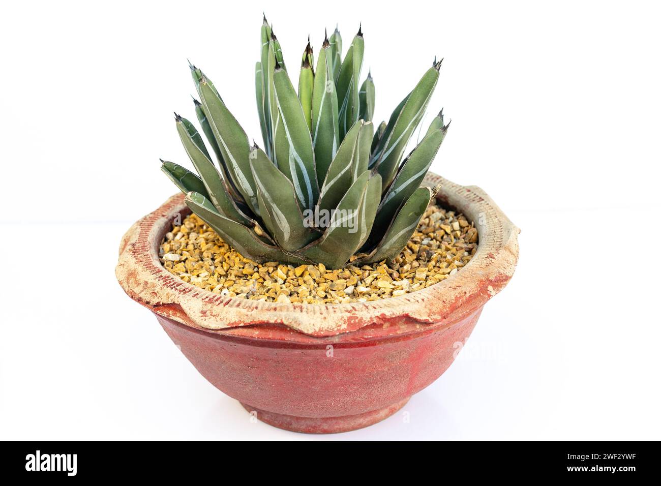Agave ferdinandi regis or King of the Agaves on white background Stock ...