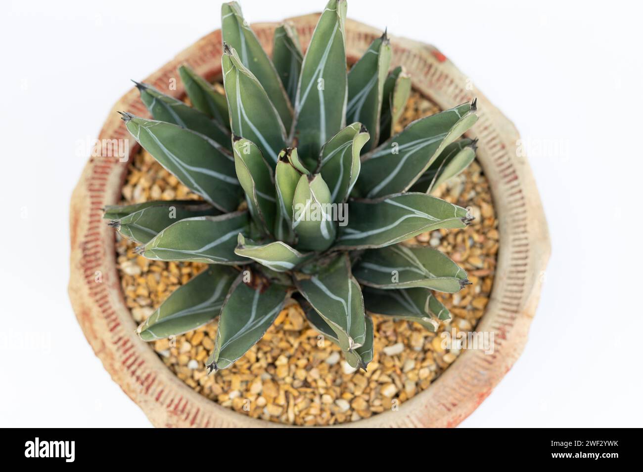 King agave potted plant top view Stock Photo - Alamy