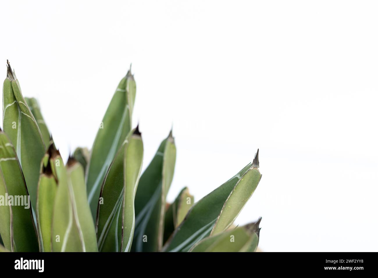 King agave plant with blank space for text. Nature texture background ...