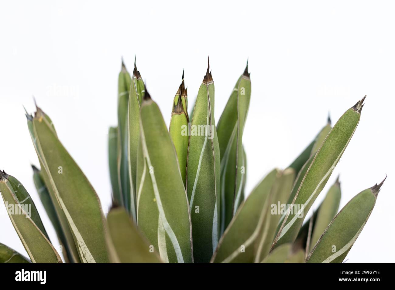 Agave nickelsiae plant with copy space Stock Photo - Alamy