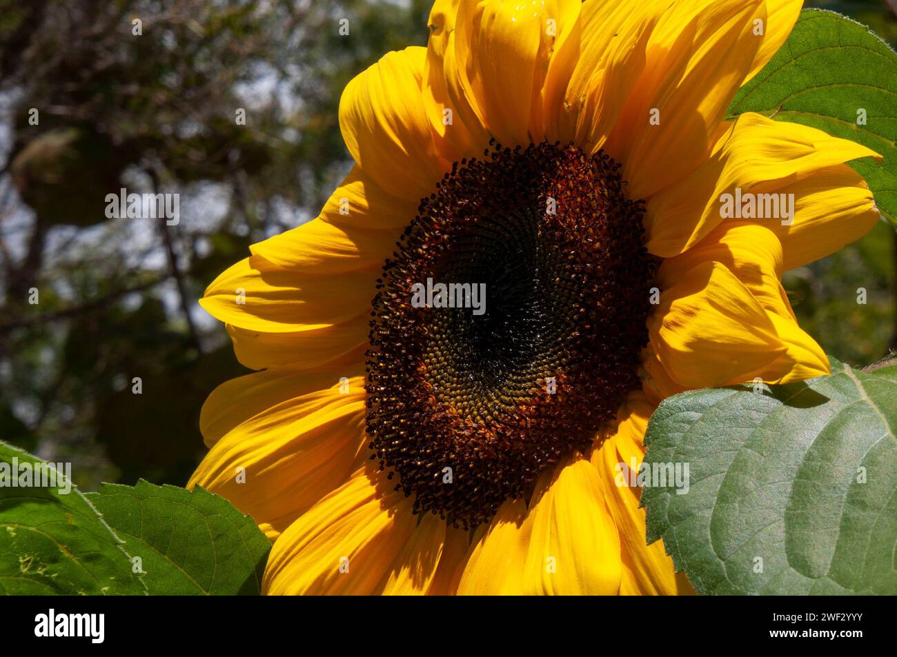 Sydney Australia, common sunflower with bright yellow petals in ...